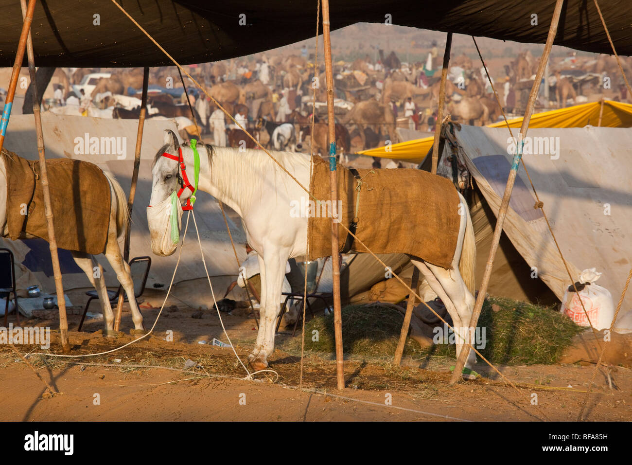 White horse pushkar fair rajasthan hi-res stock photography and images ...