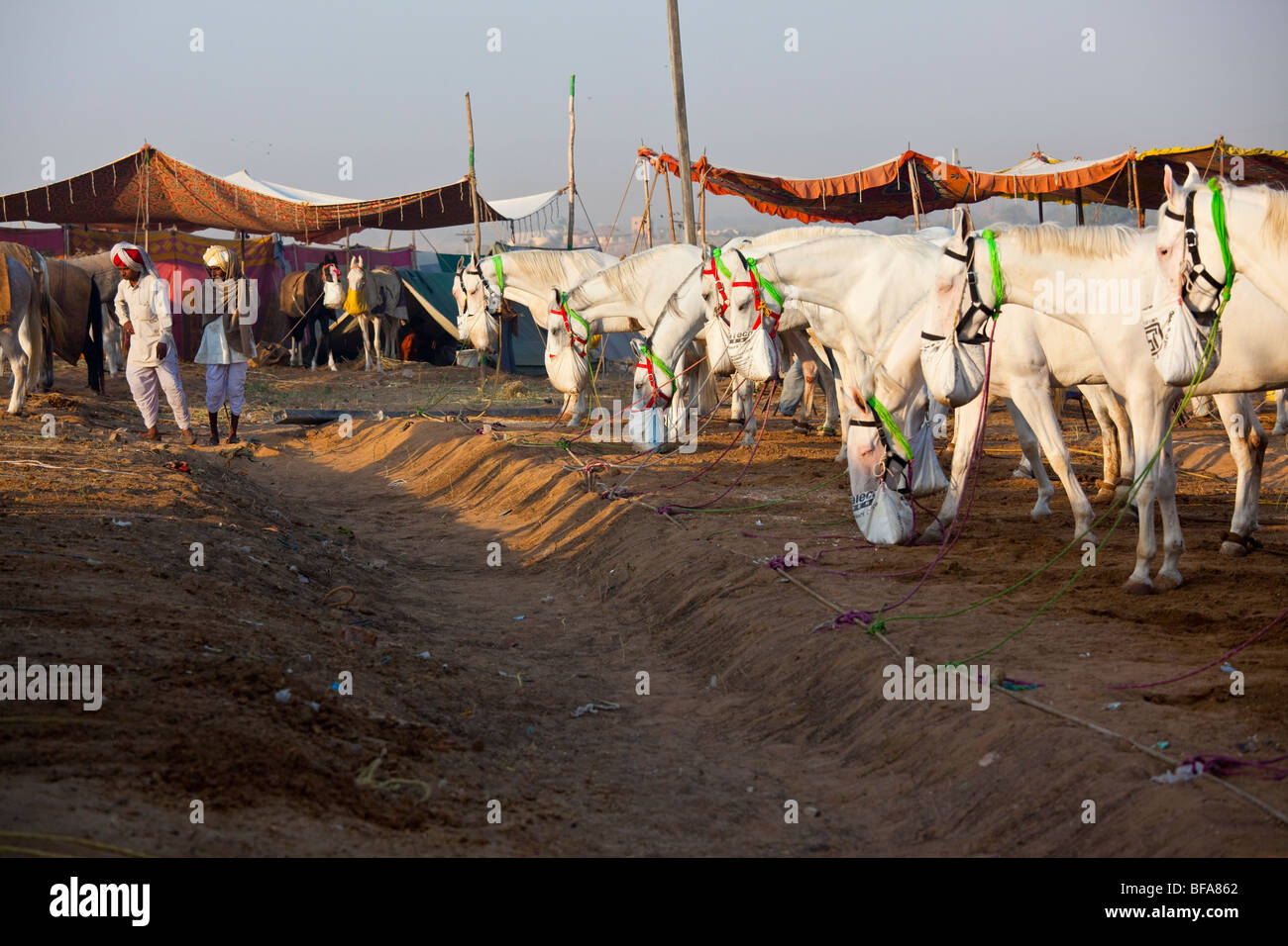 White horse pushkar fair rajasthan hi-res stock photography and images ...