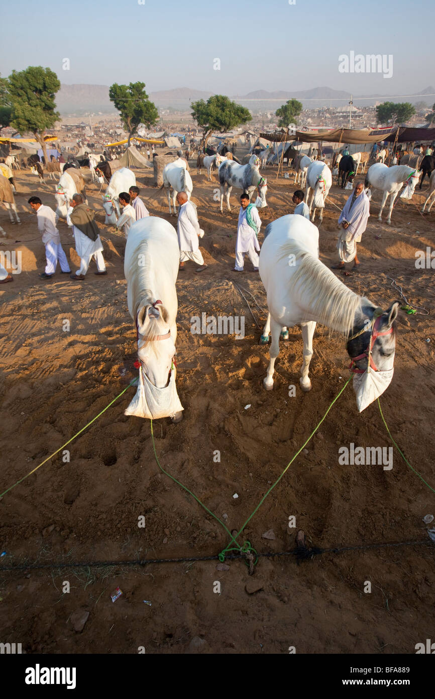 White horse pushkar fair hi-res stock photography and images - Alamy