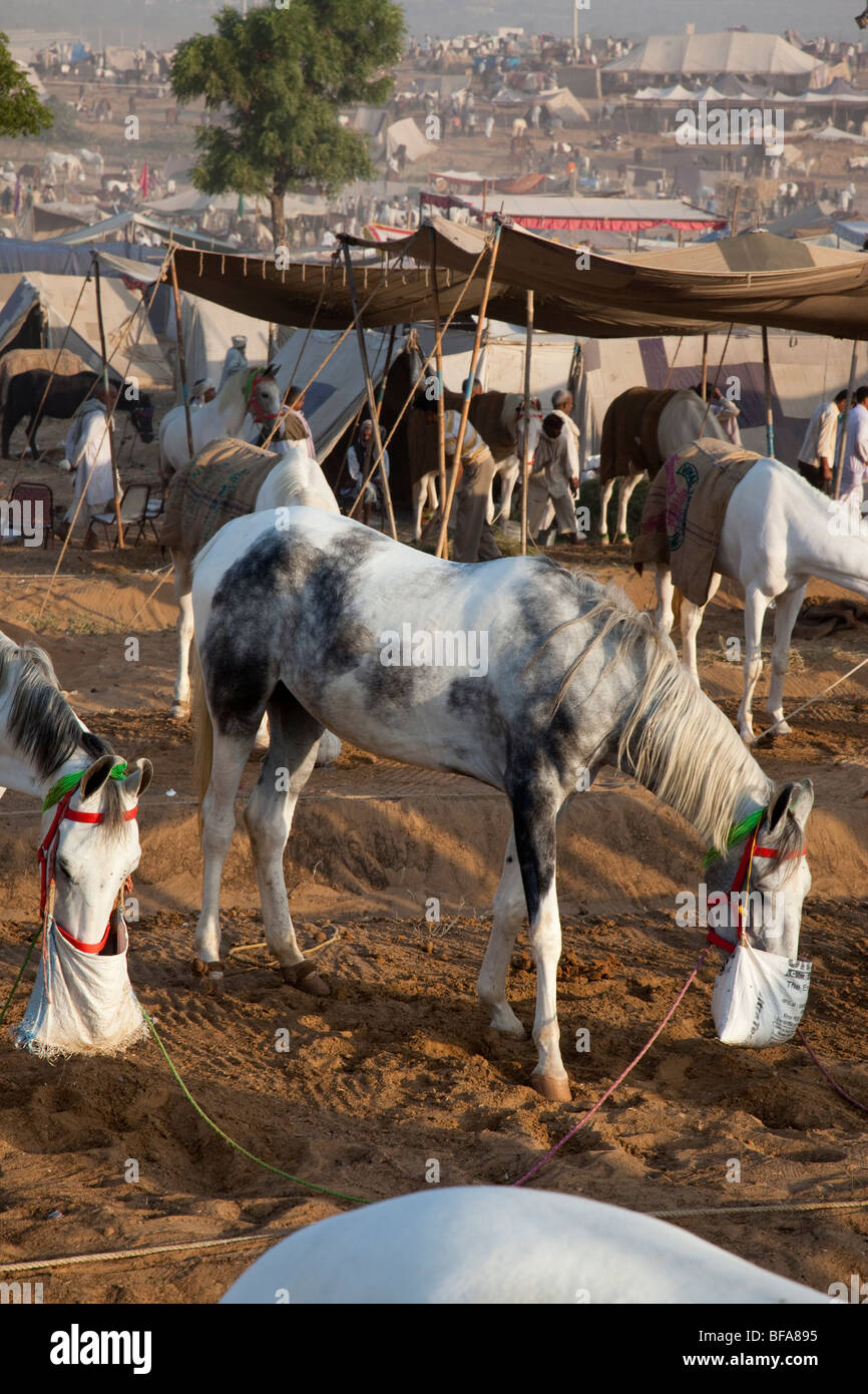 Horses at the Camel Fair in Pushkar India Stock Photo - Alamy