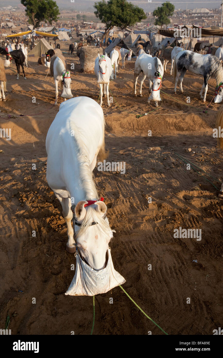 White horse pushkar fair rajasthan hi-res stock photography and images ...