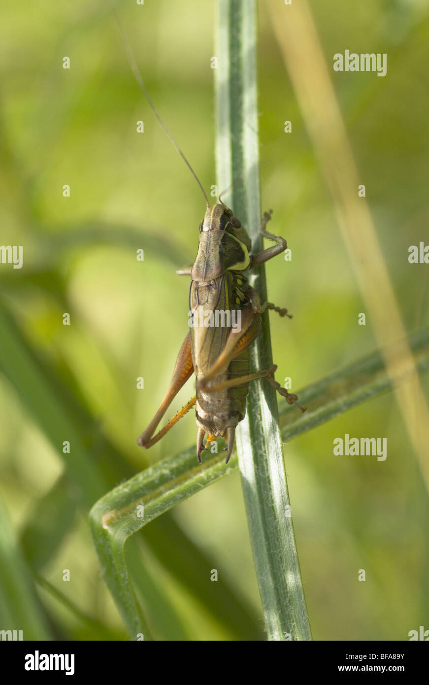 Cricket sussex brown hi-res stock photography and images - Alamy