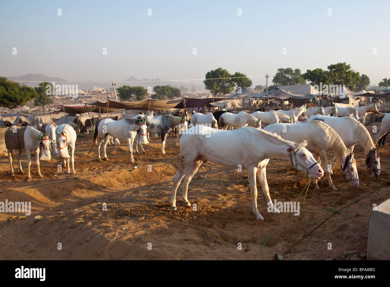 White horse pushkar fair rajasthan hi-res stock photography and images ...