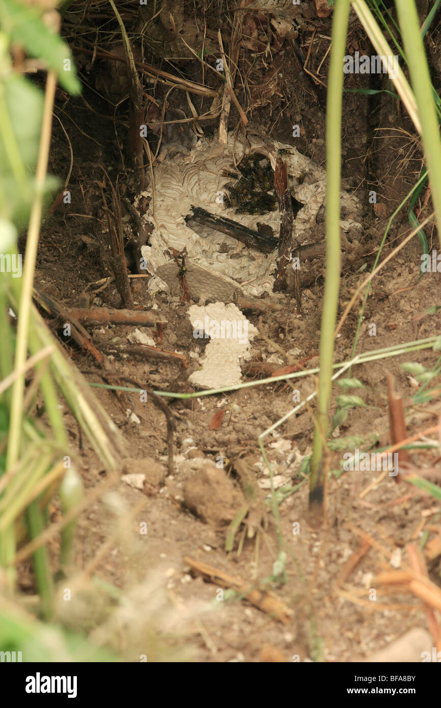 Wasps Nest dug out by Badger Stock Photo - Alamy