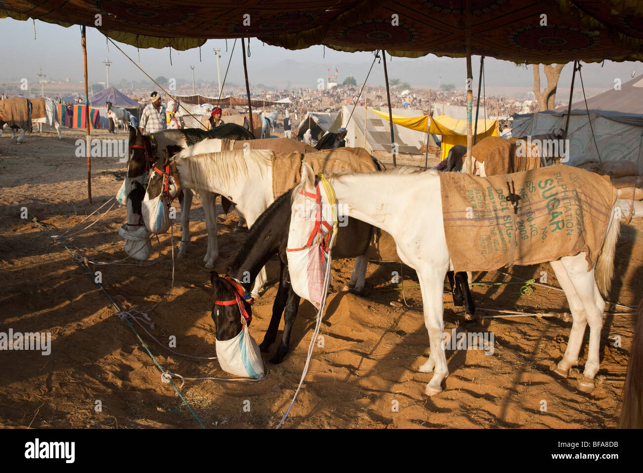 Horses at the Camel Fair in Pushkar India Stock Photo - Alamy