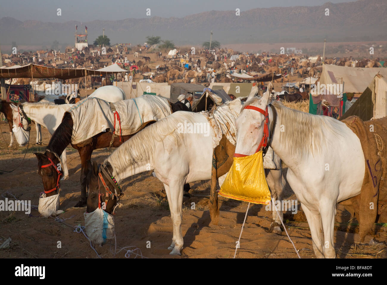 White horse pushkar fair rajasthan hi-res stock photography and images ...