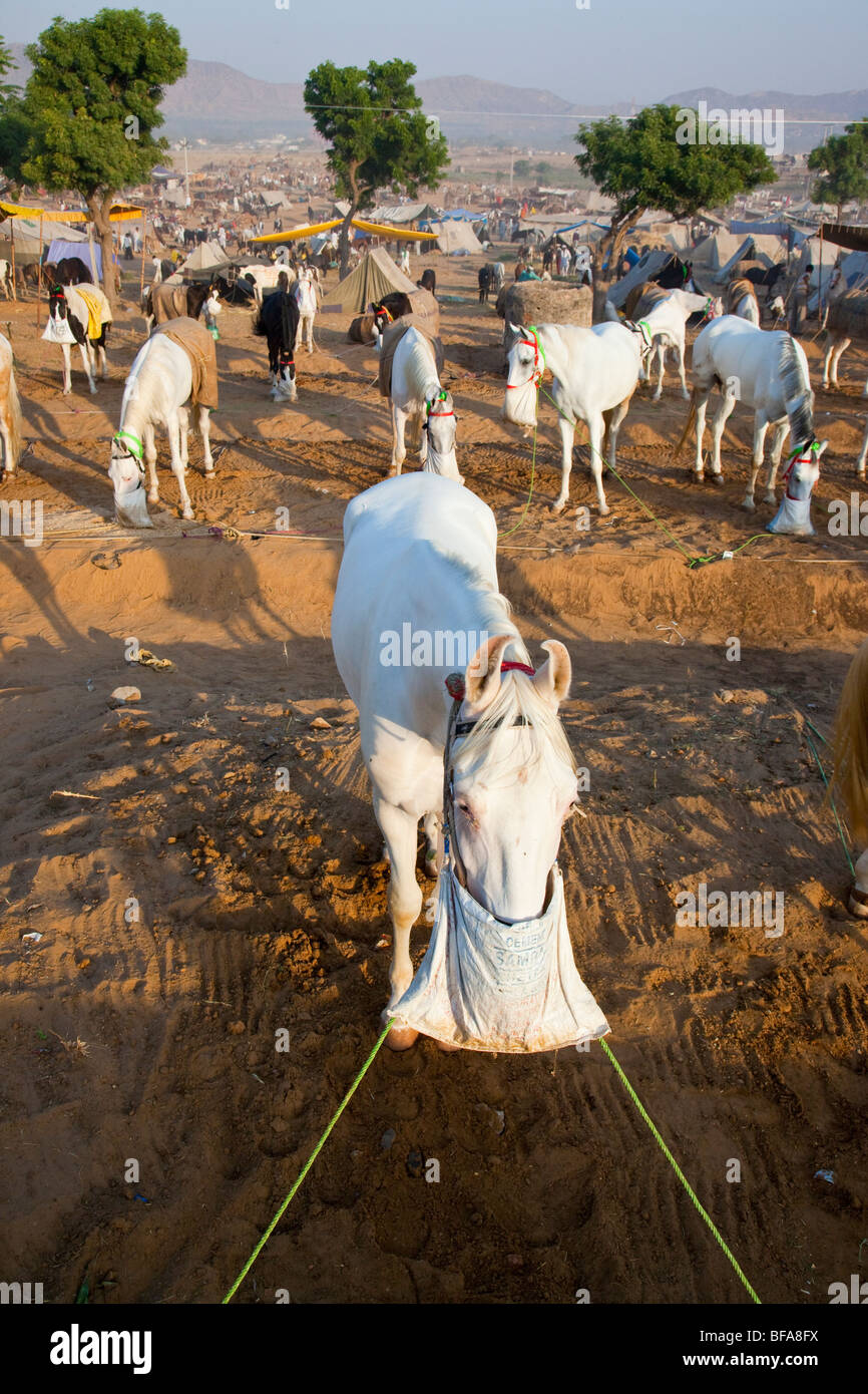 White horse pushkar fair rajasthan hi-res stock photography and images ...