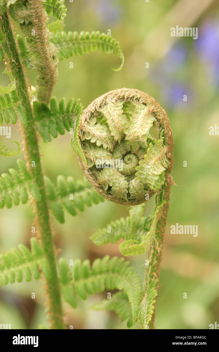 Scaly Male Fern (Dryopteris filix-mas Stock Photo - Alamy