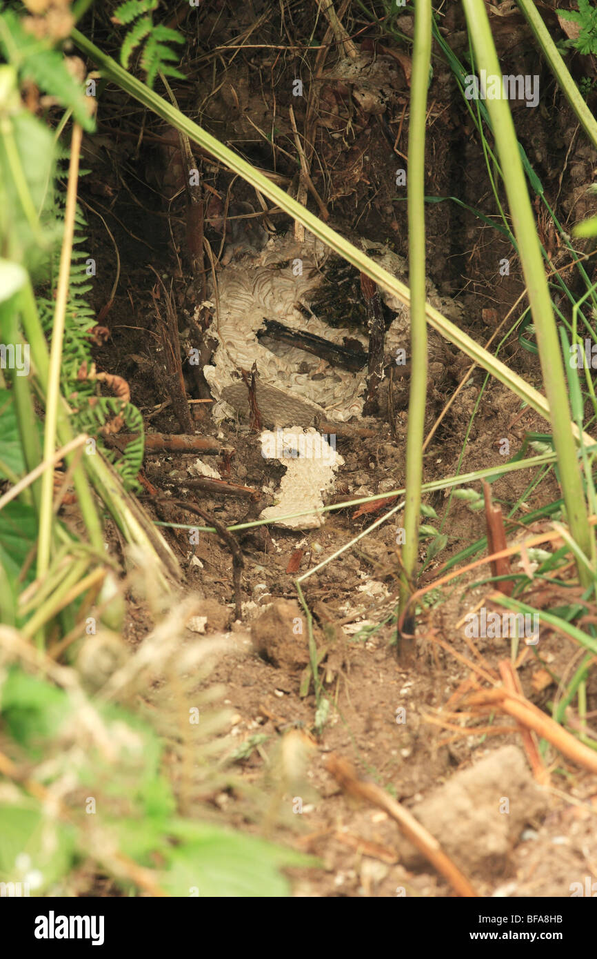 Wasps Nest dug out by Badger Stock Photo - Alamy