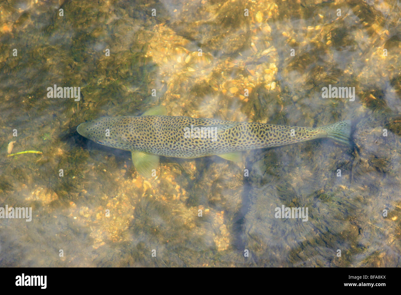 Brown Trout (Salmo trutta Stock Photo - Alamy