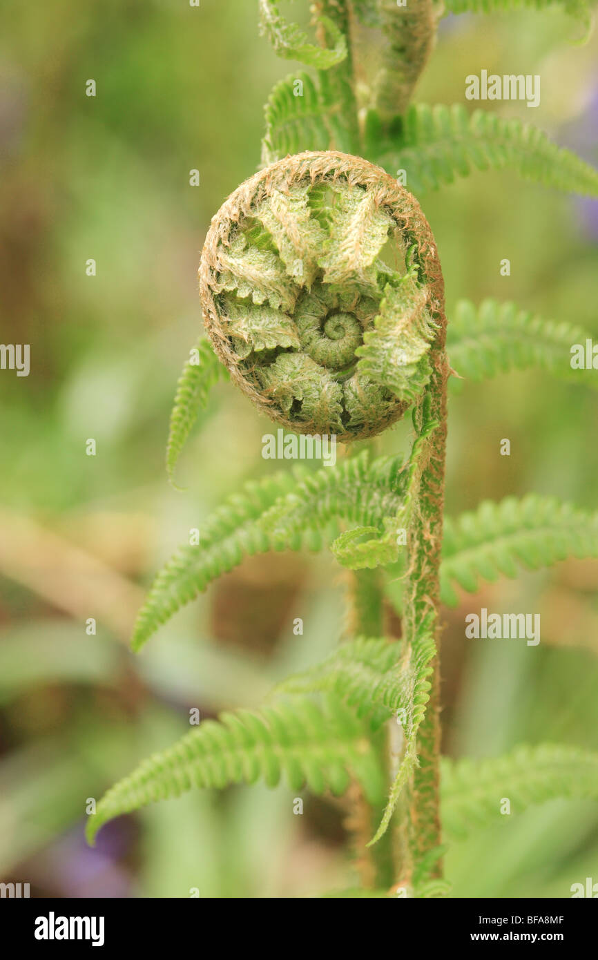 Scaly Male Fern (Dryopteris filix-mas Stock Photo - Alamy