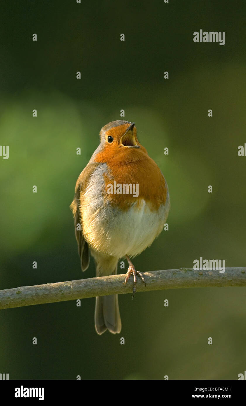 Erithicus rubecula hi-res stock photography and images - Alamy