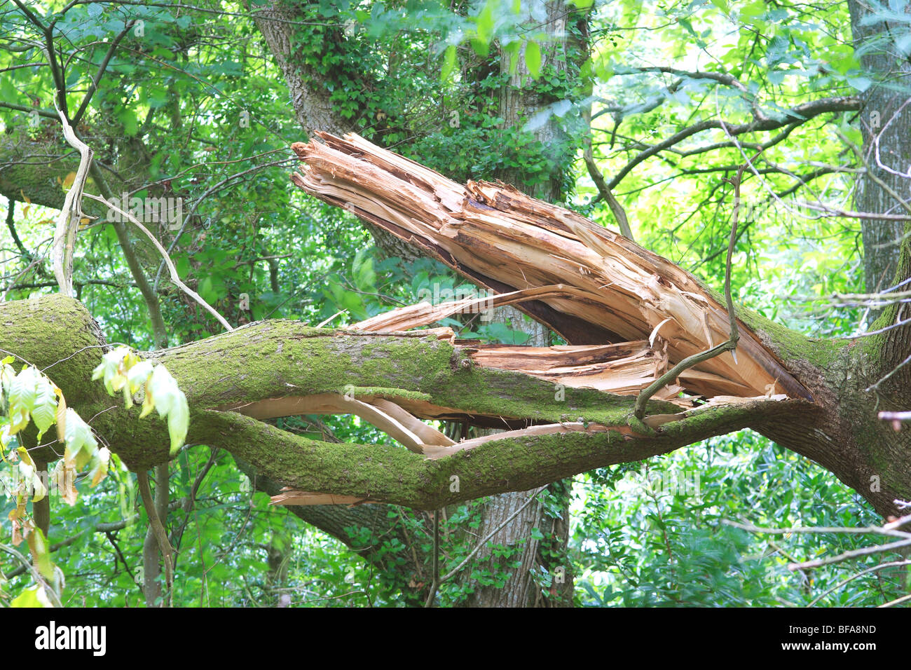 Broken limb hi-res stock photography and images - Alamy