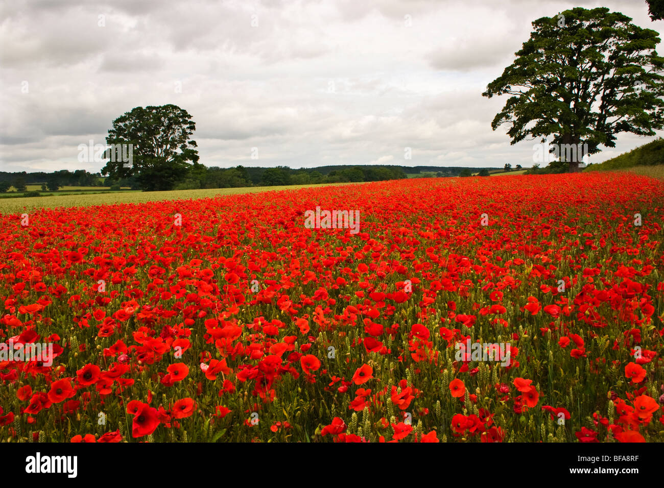 Masses of poppies in field hi-res stock photography and images - Alamy