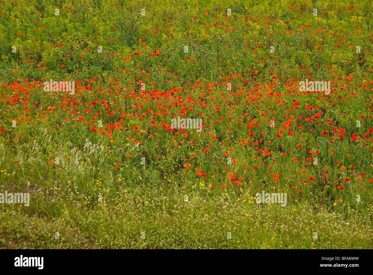 Spanish field hi-res stock photography and images - Alamy