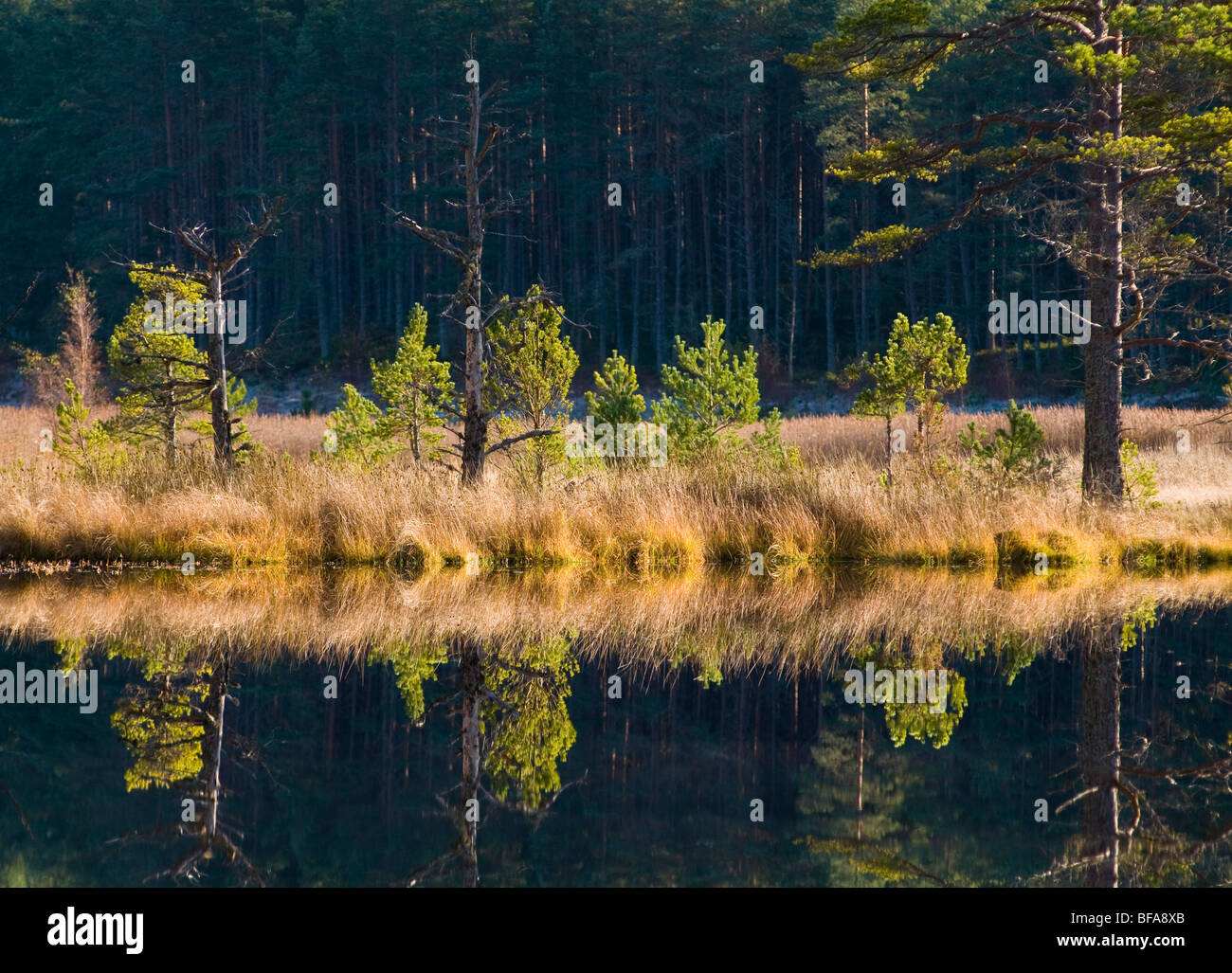 Glenfeshie pine forest hi-res stock photography and images - Alamy