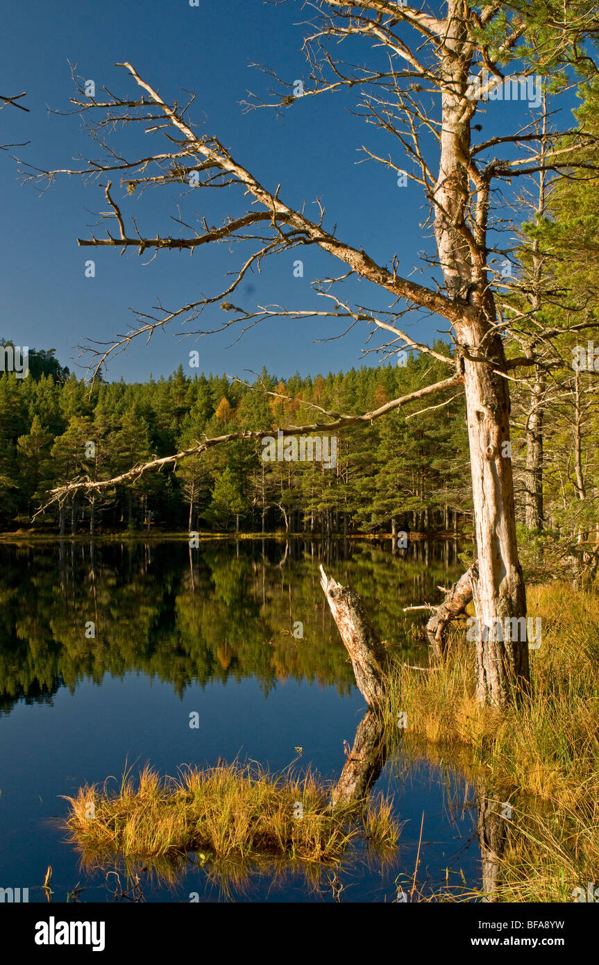 The Uath Lochs in Inshriach Forest Kincraig, Strathspey Inverness-shire ...