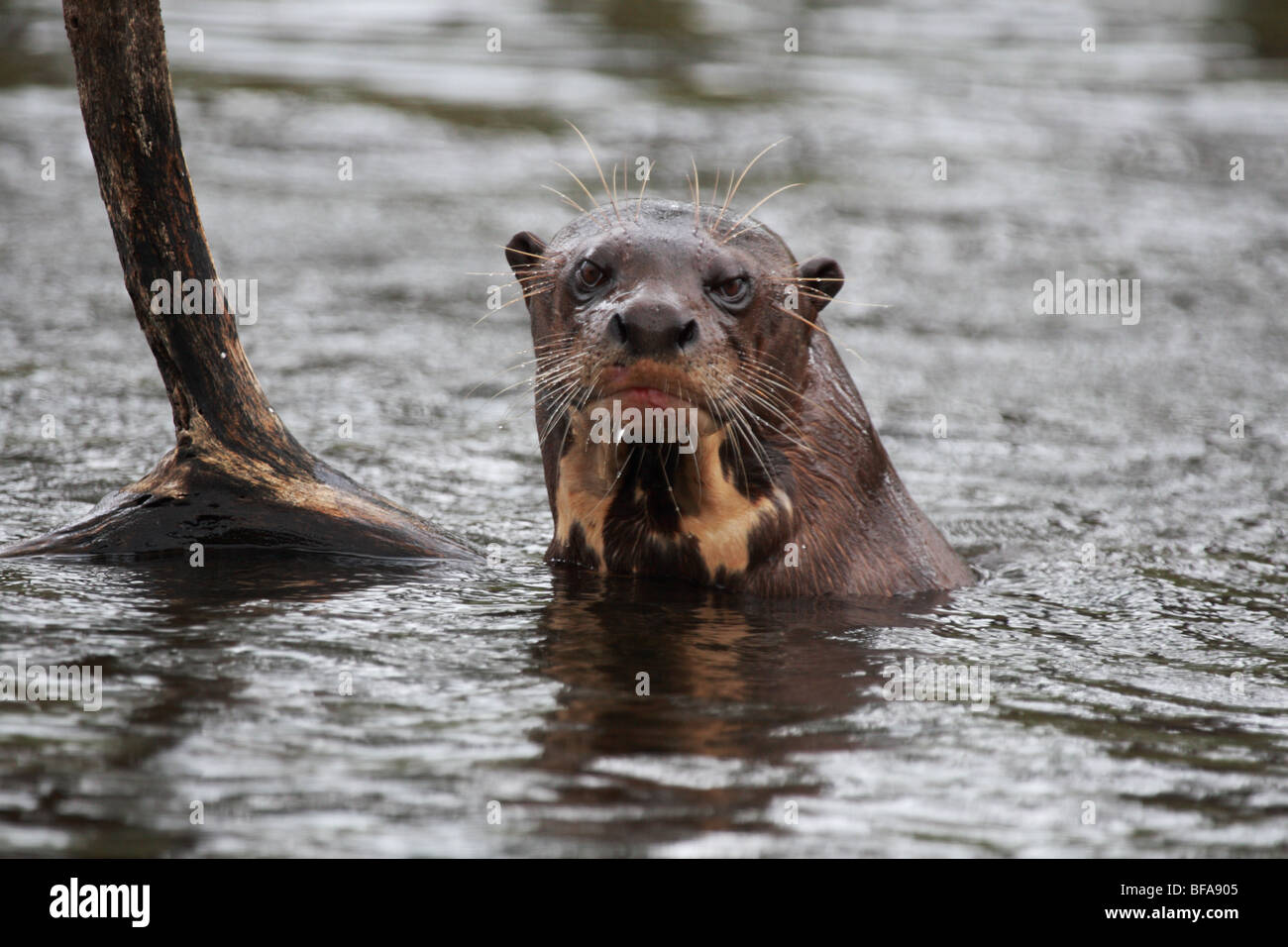 giant otter Pteronura brasiliensis river Pantanal Brazil Stock Photo ...