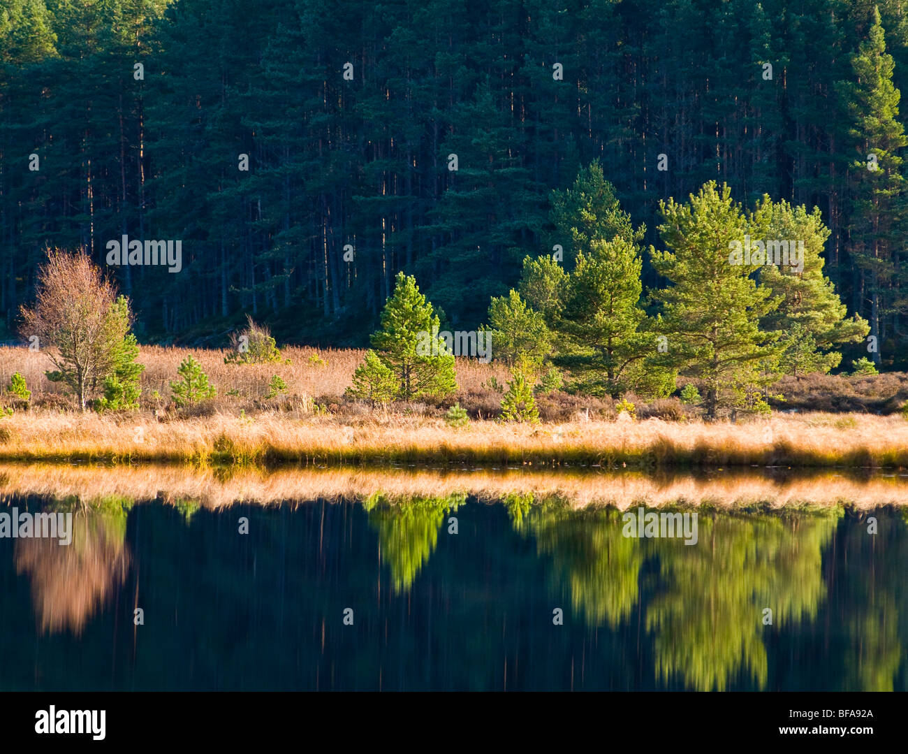 Inshriach forest hi-res stock photography and images - Alamy