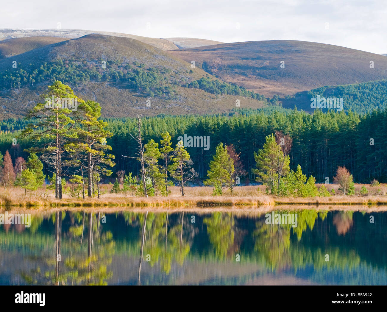 Woodlands wildlife hi-res stock photography and images - Alamy