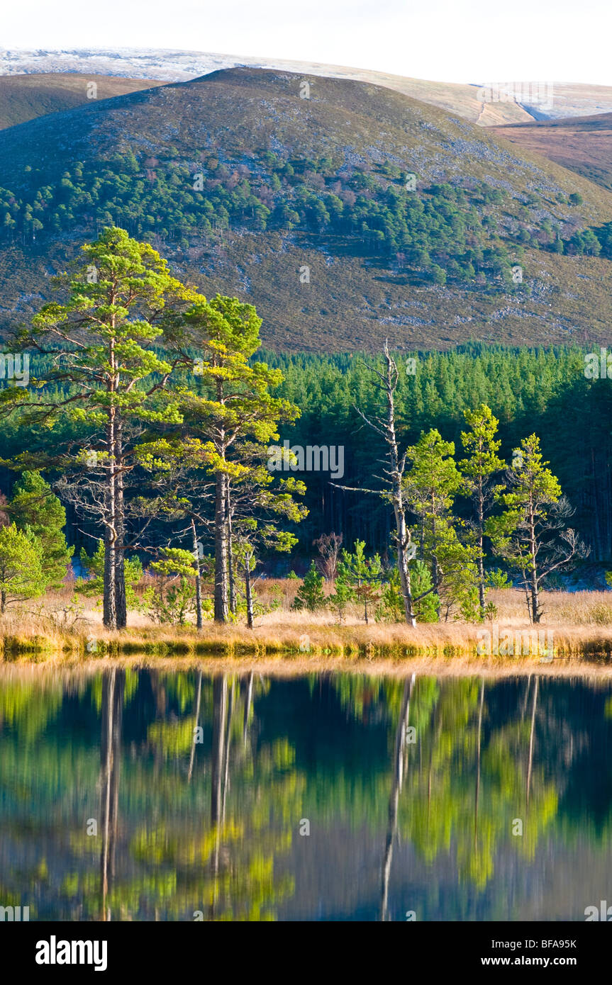 Glenfeshie pine forest hi-res stock photography and images - Alamy