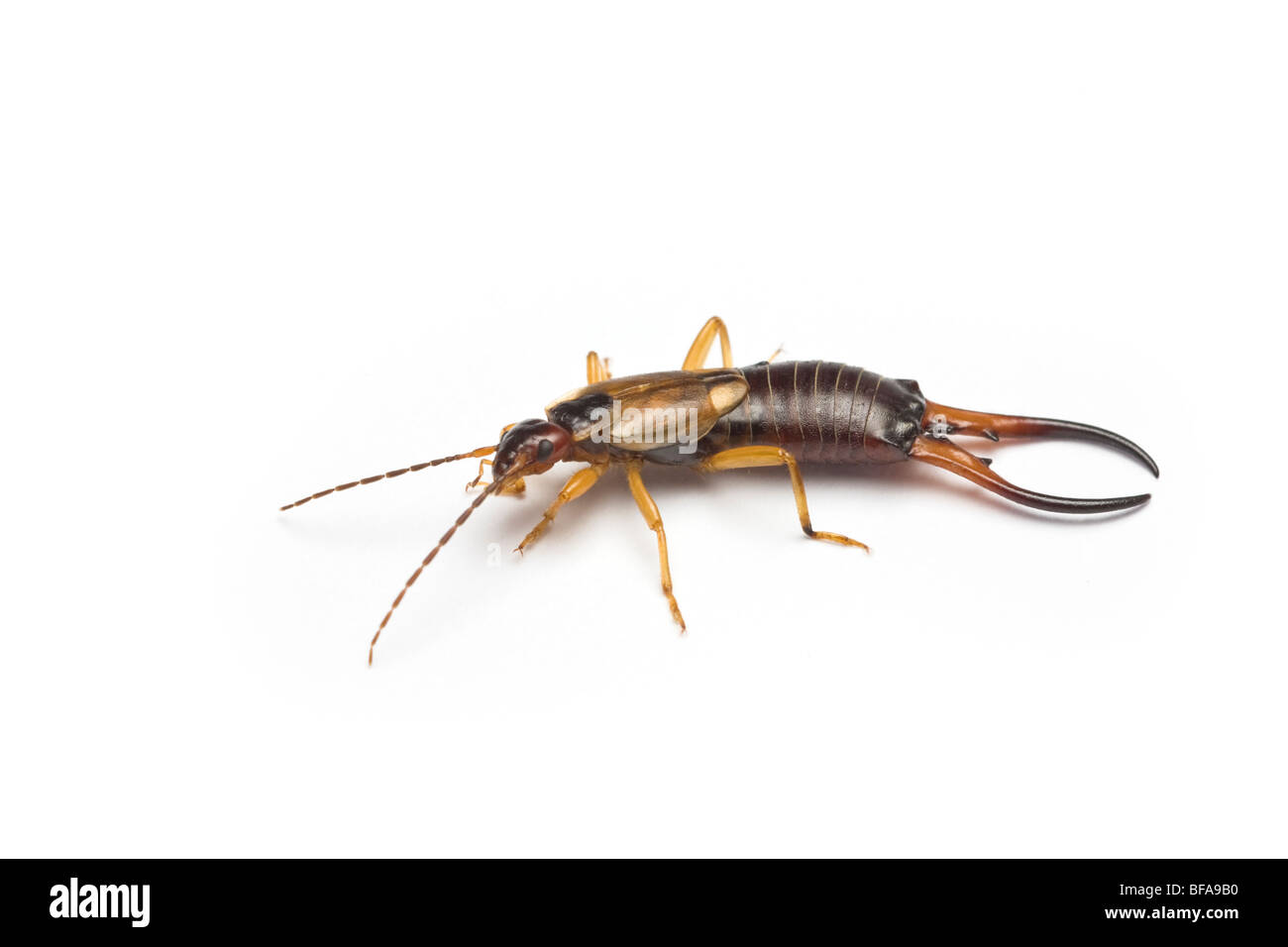 A close-up of a common male earwig ( Forficula auricularia ), on a ...