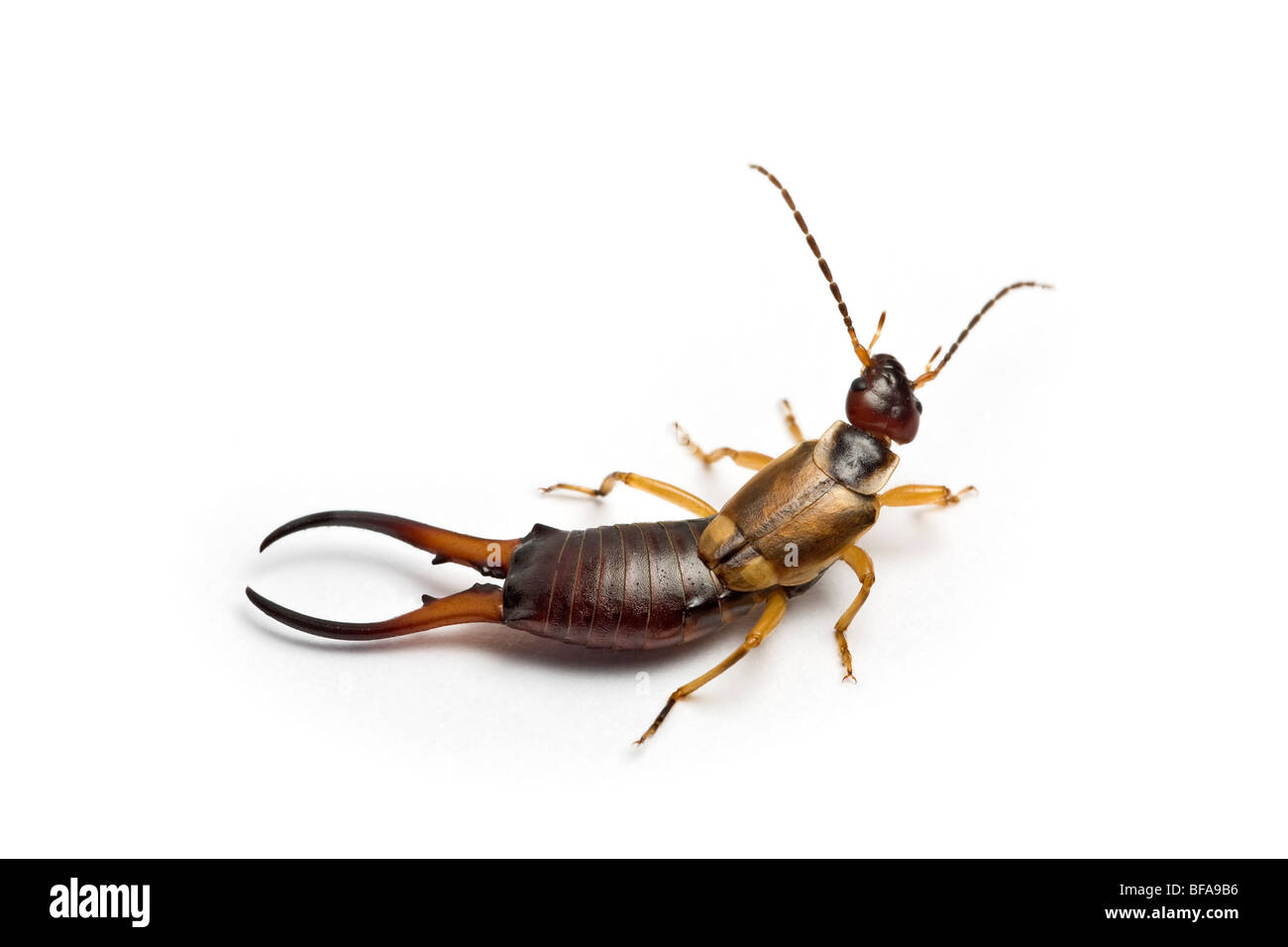 Earwig hi-res stock photography and images - Alamy