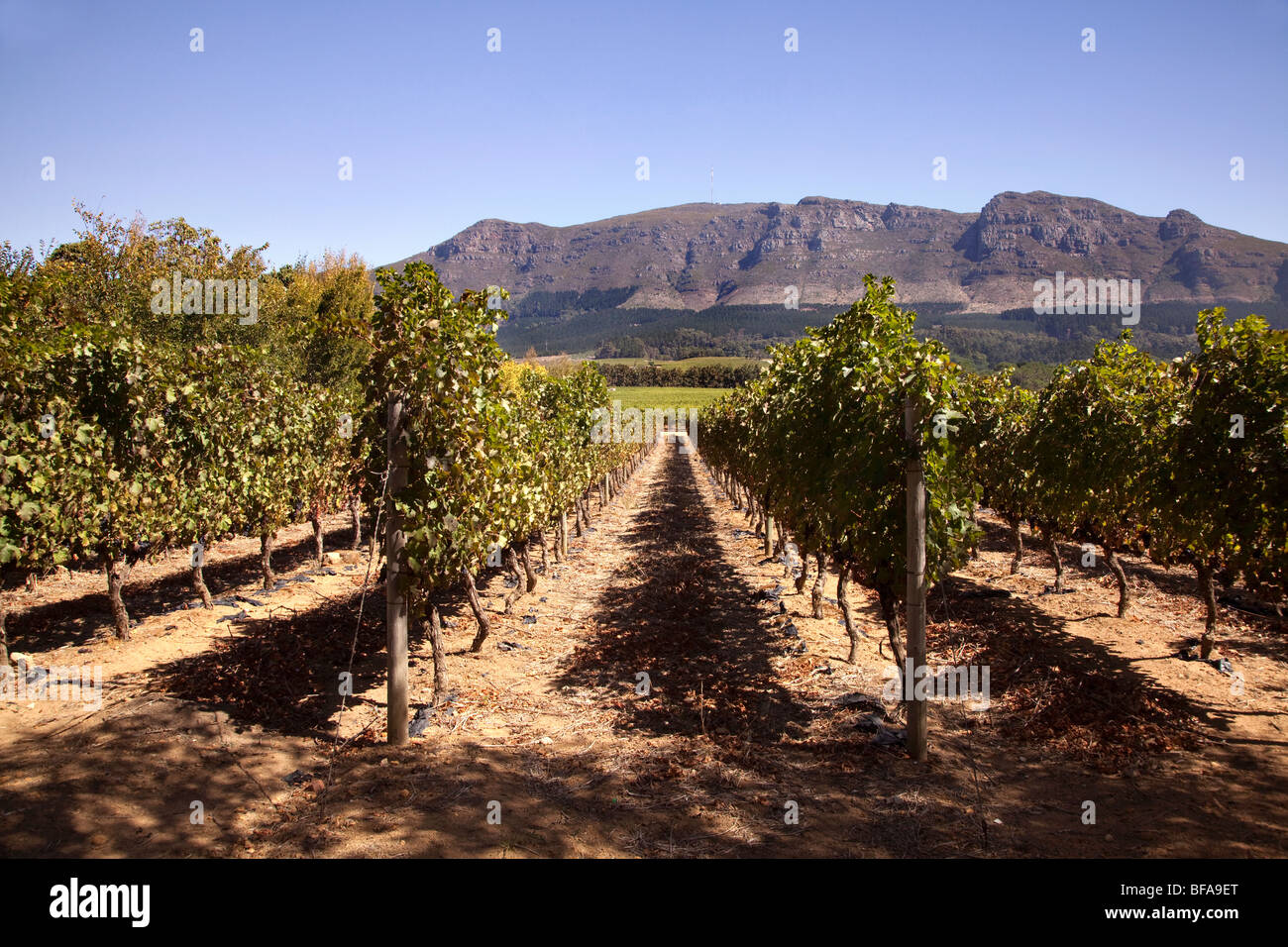 South africa vines wine hi-res stock photography and images - Alamy