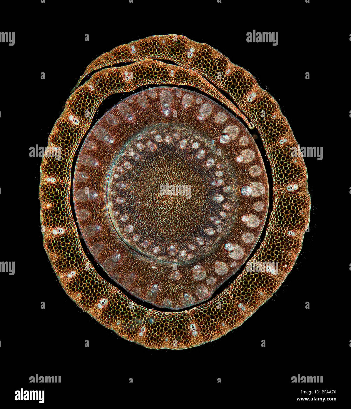 Microscope botany microtome staining agriculture oat stem ts hi-res ...