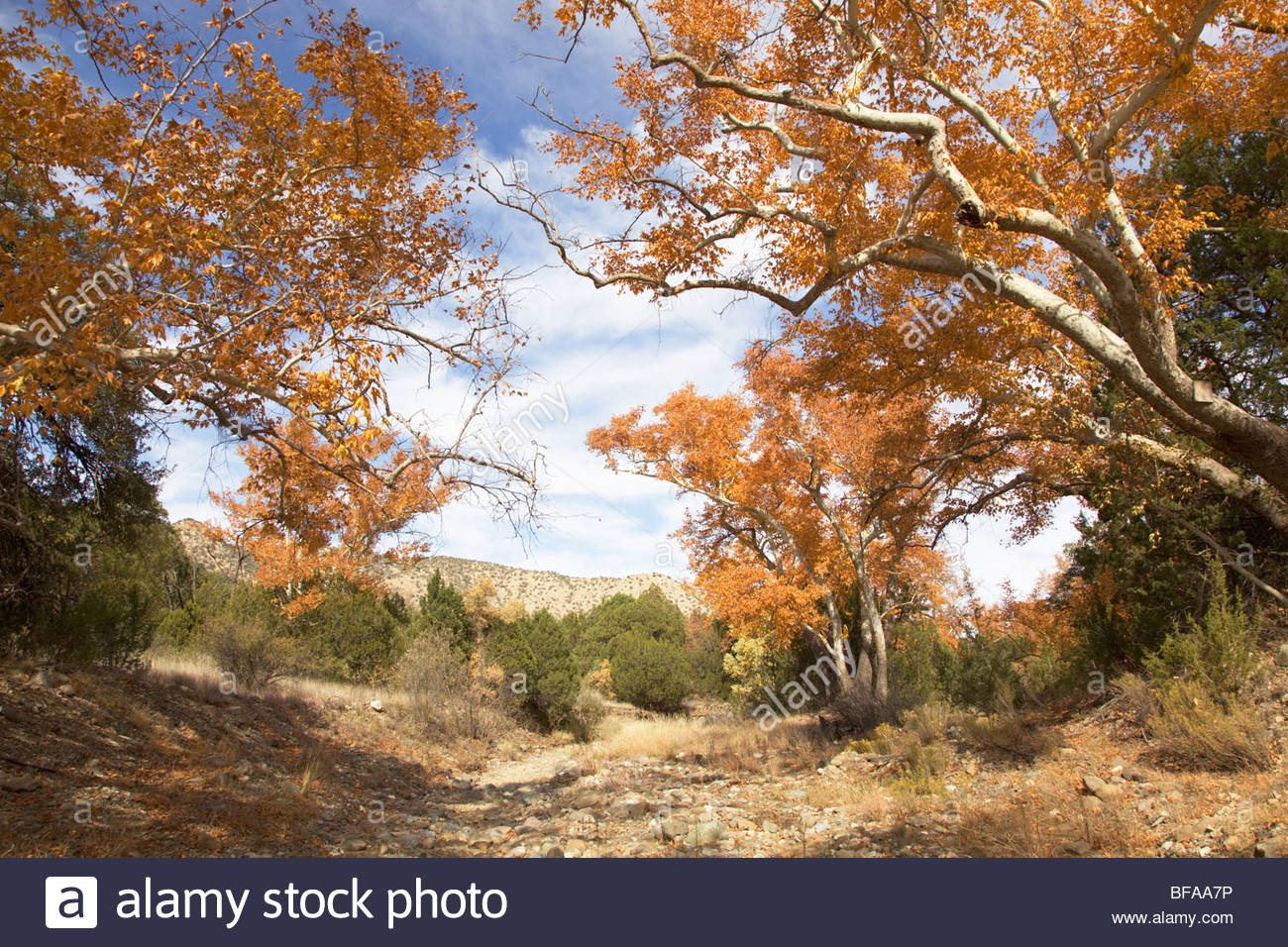 Sycamore Creek Stock Photos & Sycamore Creek Stock Images - Alamy