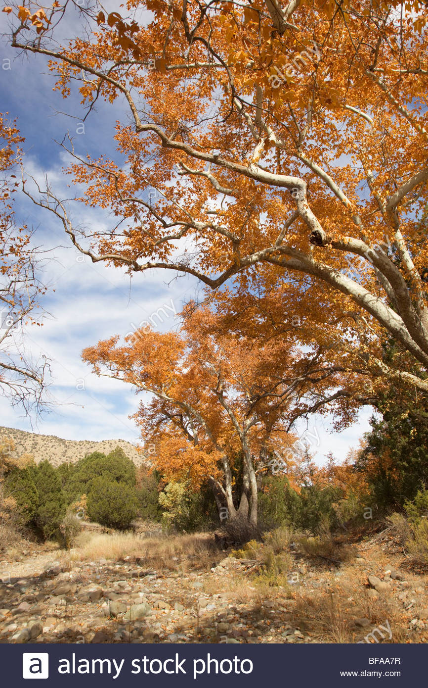 Sycamore Tree Arizona Stock Photos & Sycamore Tree Arizona Stock Images ...