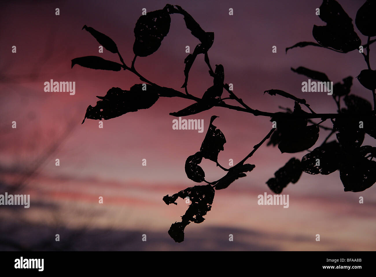 Set of trees with leaves hi-res stock photography and images - Alamy