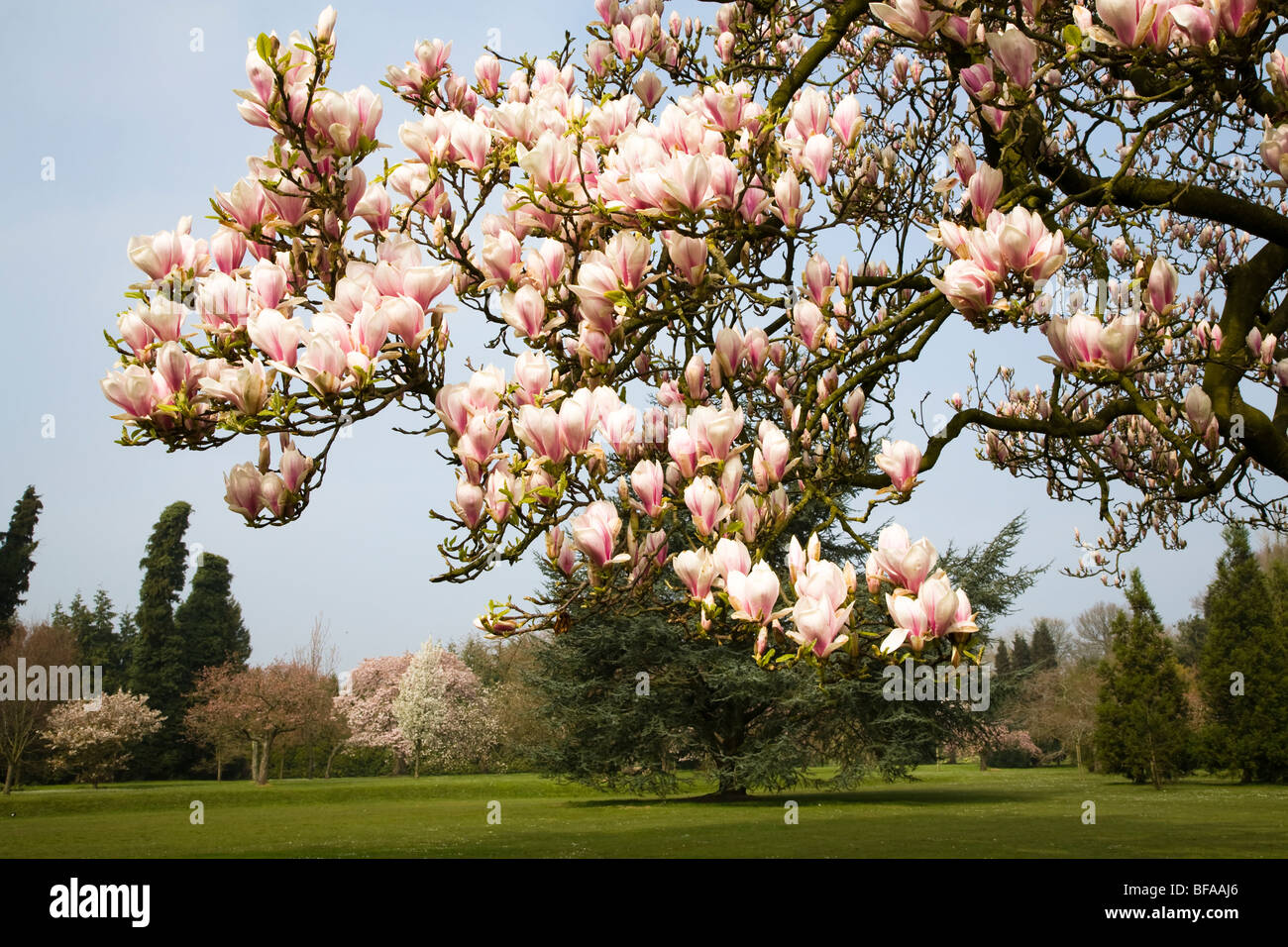 Magnolia tree in bloom hi-res stock photography and images - Alamy