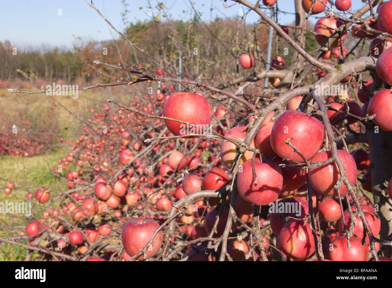 Indian apple tree hi-res stock photography and images - Alamy