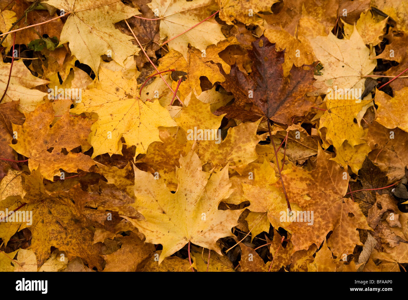 Sycamore leaves in fall hi-res stock photography and images - Alamy