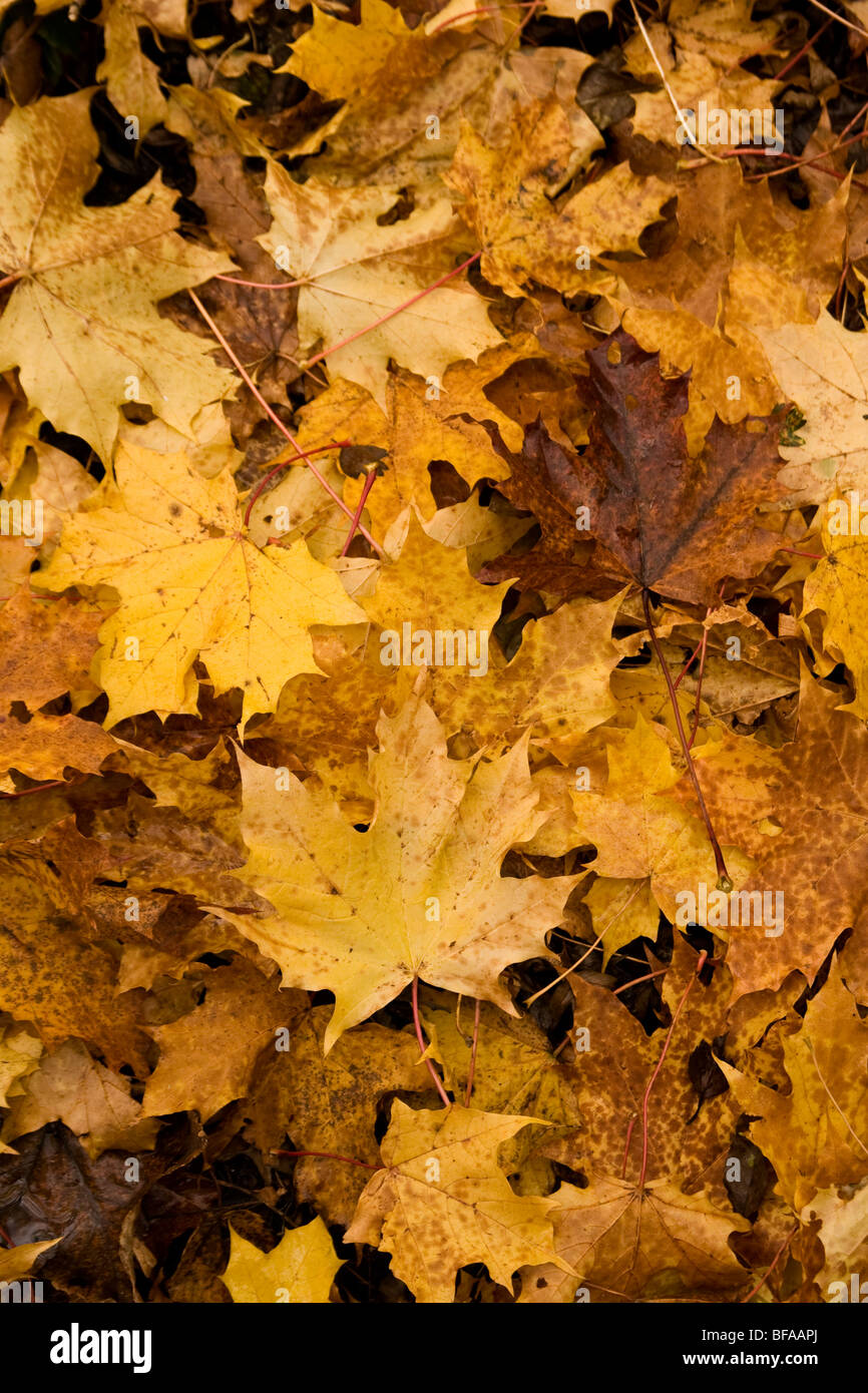 Fallen yellow and brown sycamore leaves in autumn / fall Stock Photo ...