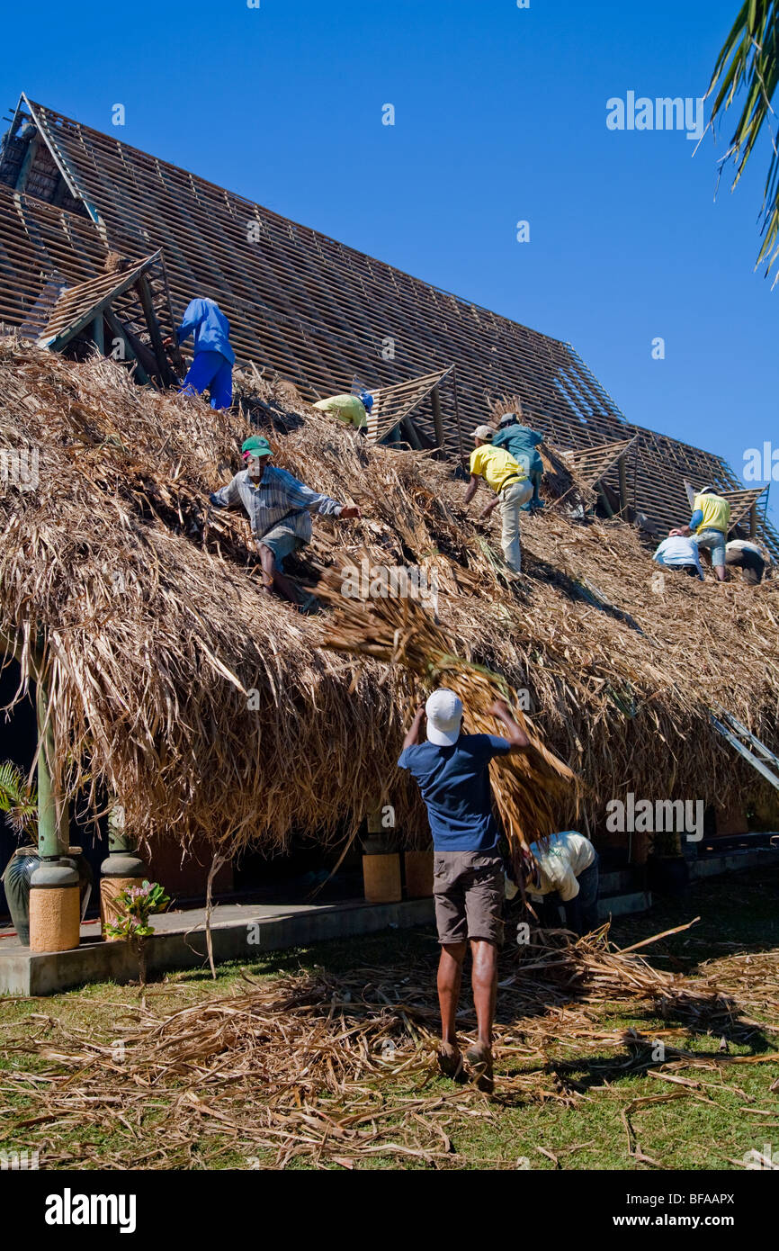 Thatching roof with sugar cane in grounds of Victoria Hotel, Pointe aux ...