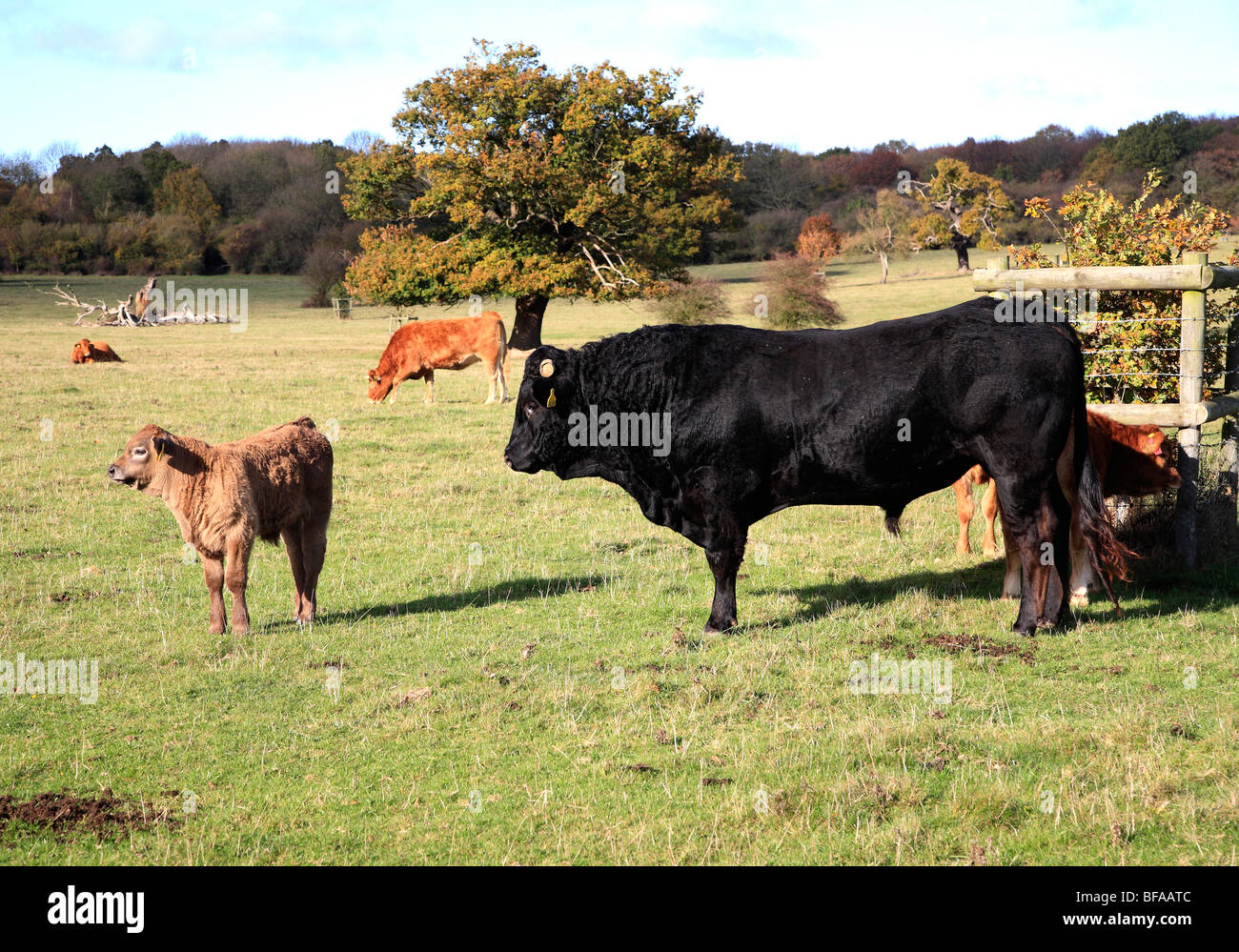 Black bull with calf Stock Photo - Alamy