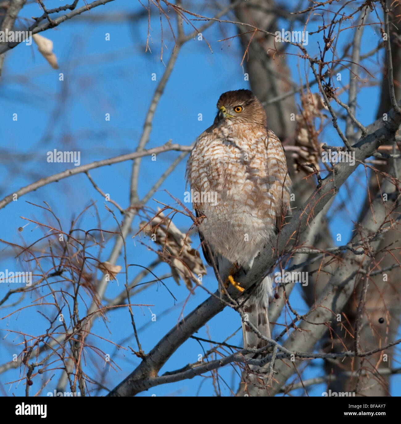 Hawk in Tree Stock Photo - Alamy