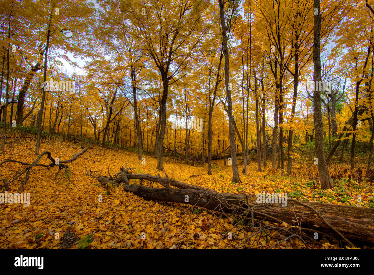 Maple cross section hi-res stock photography and images - Alamy