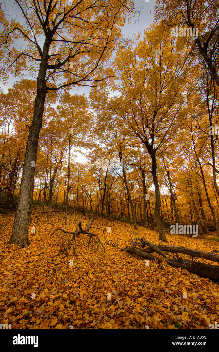 Fall color section tree hi-res stock photography and images - Alamy
