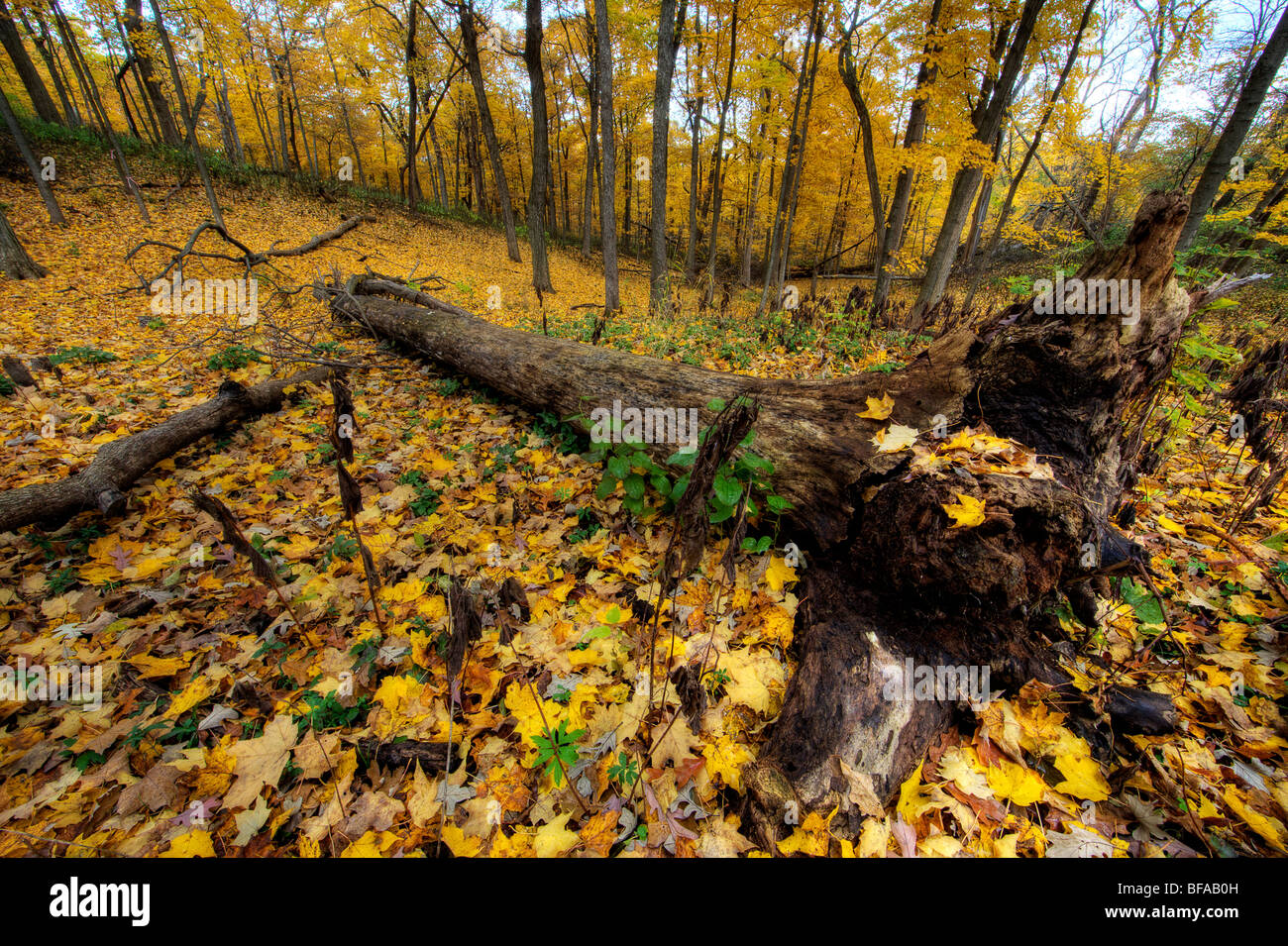 Fall color section tree hi-res stock photography and images - Alamy
