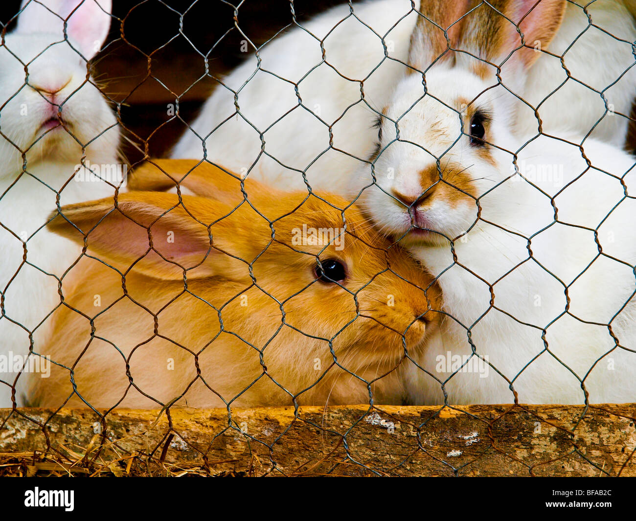 Rabbit mesh hi-res stock photography and images - Alamy