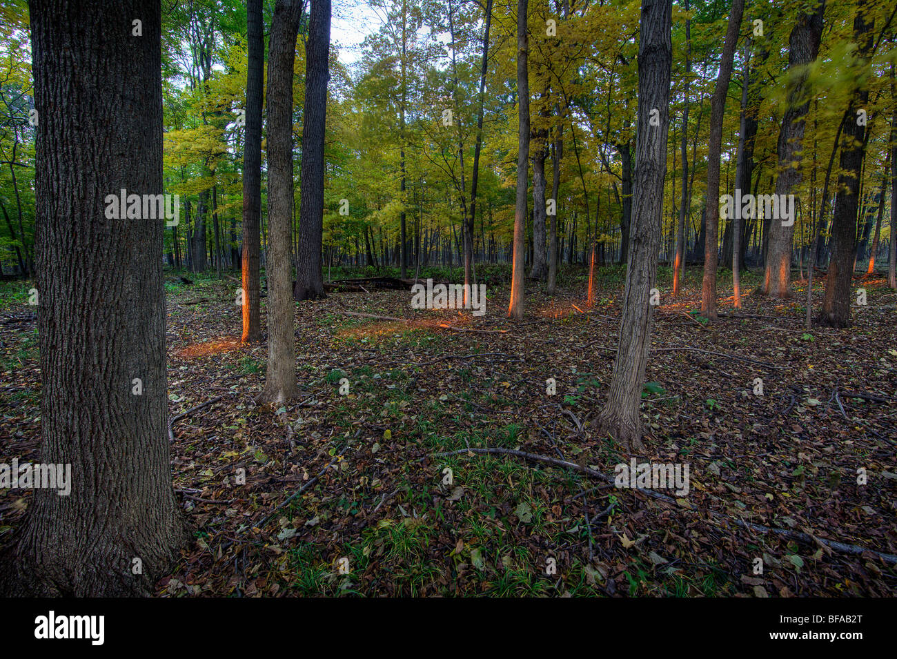 Light, streaming through forest Stock Photo - Alamy