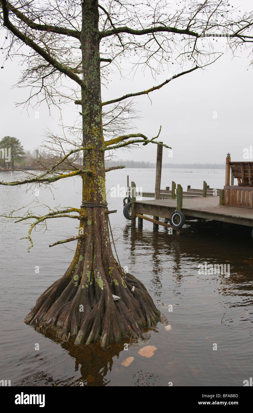 Pocosin carolina hi-res stock photography and images - Alamy