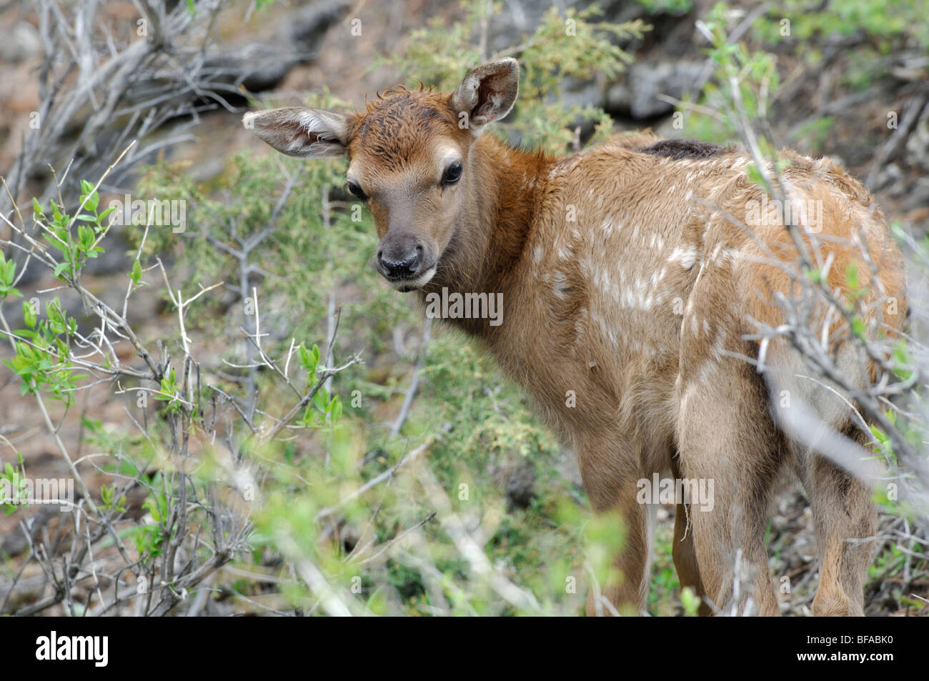 Spotted elk hi-res stock photography and images - Alamy