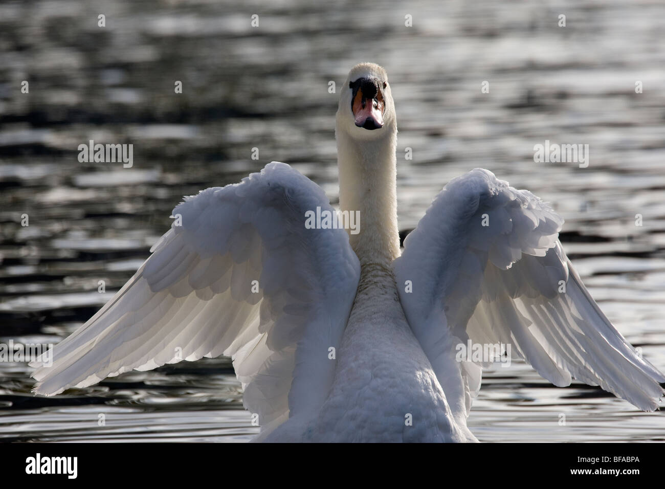 Mute Swan wings half raised Stock Photo - Alamy Mute Swan wings half raised Stock Photo - Alamy