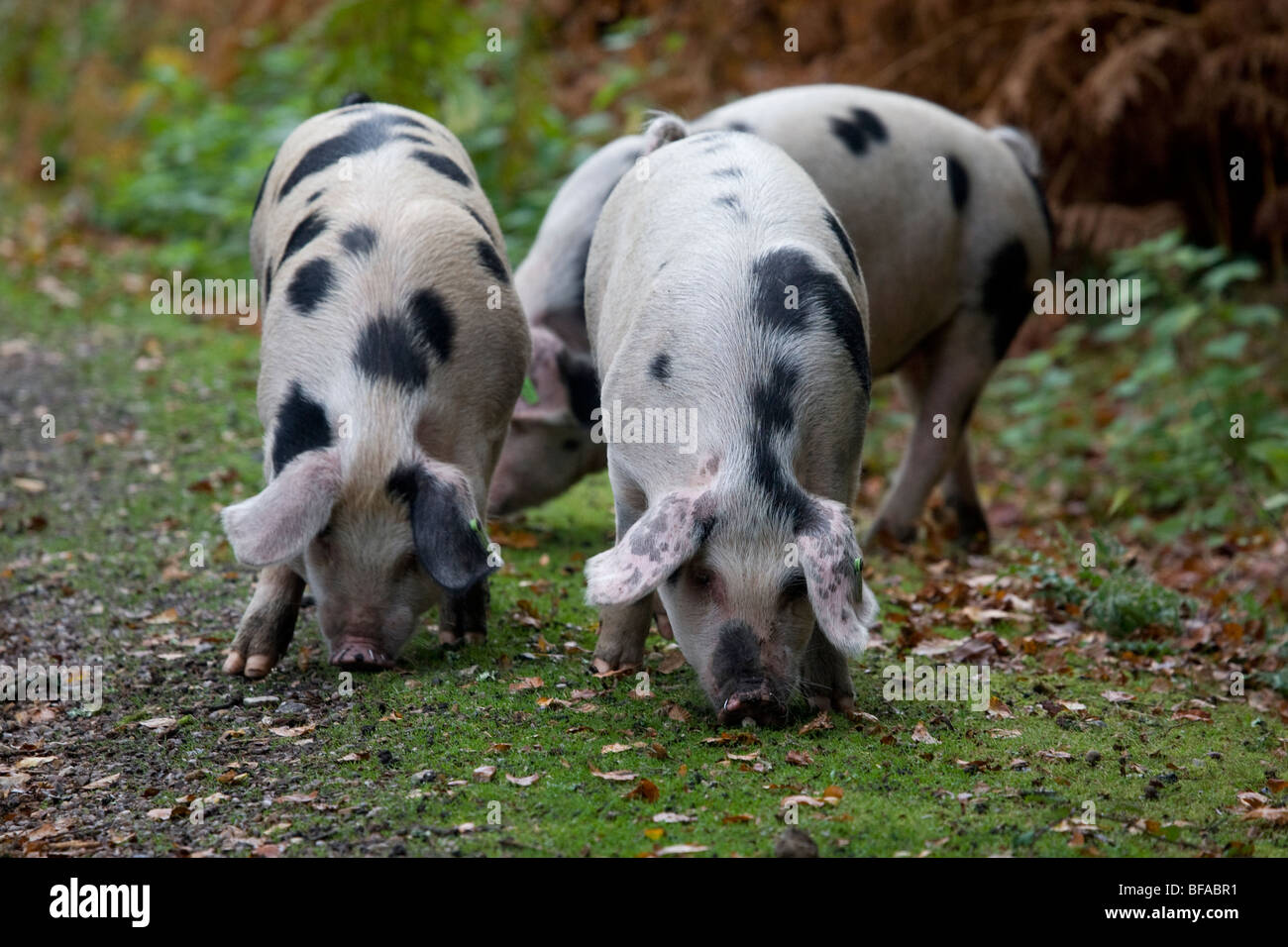 Pig noses eating hi-res stock photography and images - Alamy