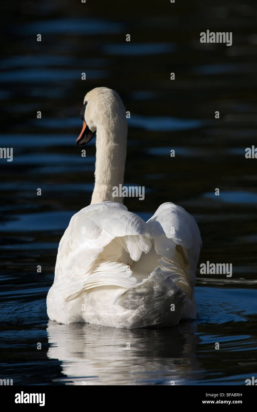 Mute swan gliding on the water Stock Photo - Alamy