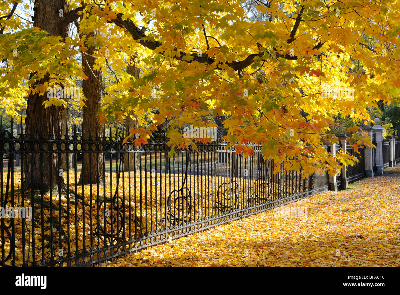 bright fall foliage in Cooperstown, New York Stock Photo - Alamy